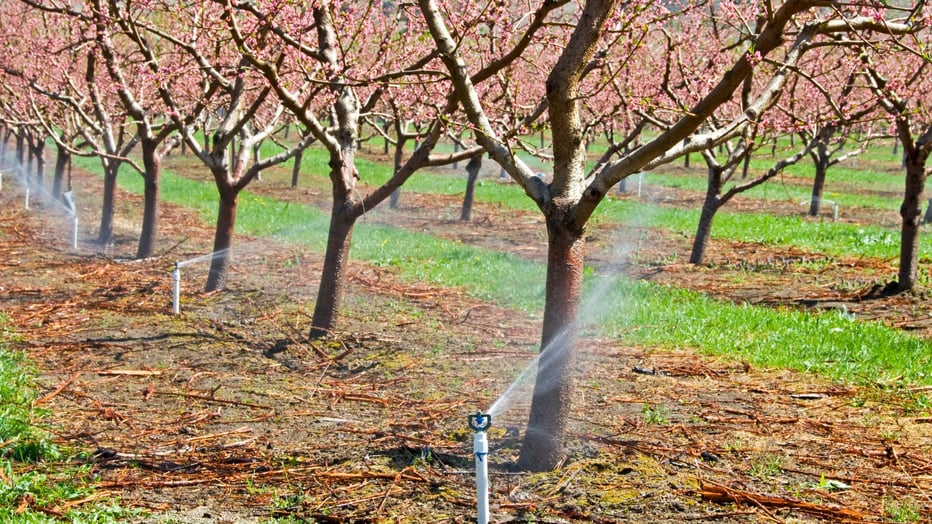 Orchard and Vineyard Connectivity Deep Dive series: Water and Soil ... Orchard and Vineyard Connectivity Deep Dive series: Water and Soil ...